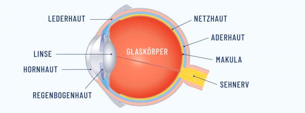 Augenärzte im Zentrum Heilbronn - Augenheilkunde Netzhaut - Augenarzt ...
